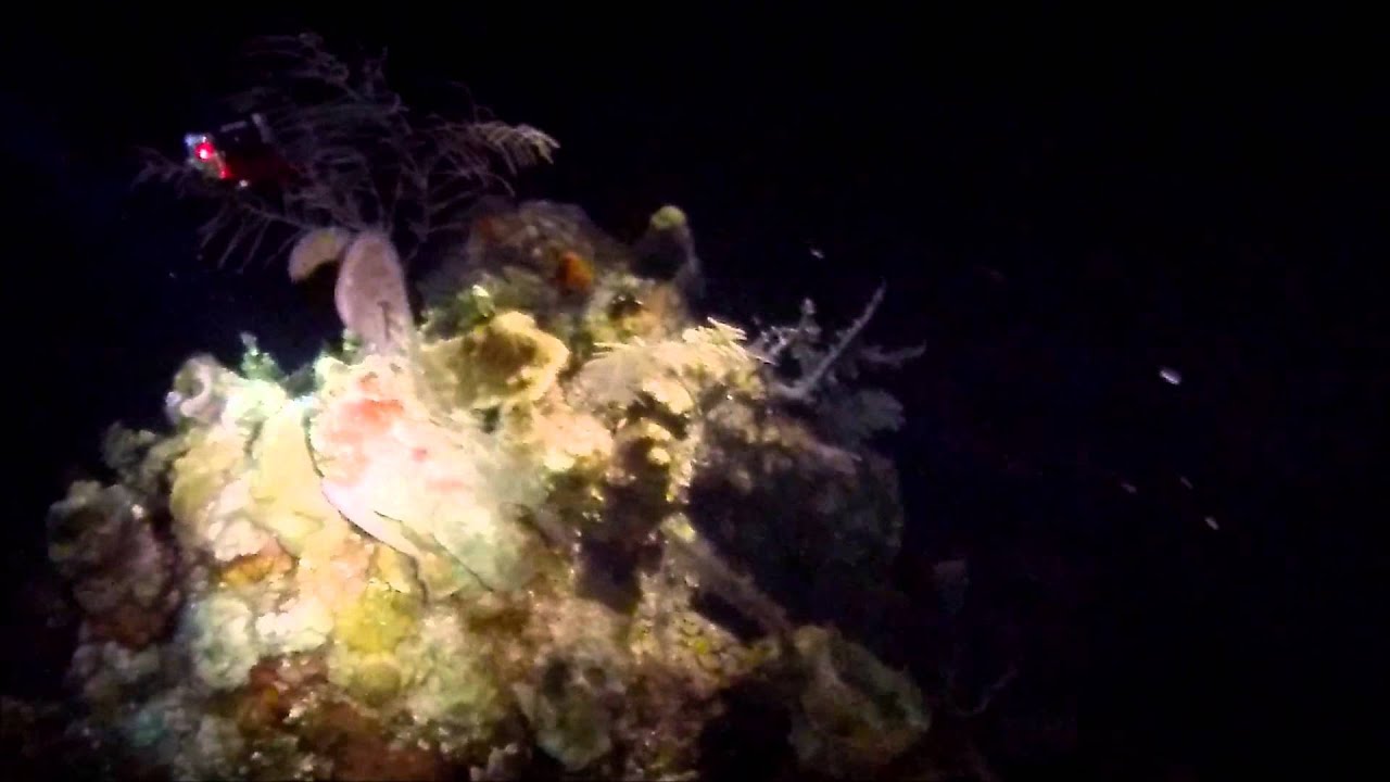 Caribbean Reef Octopus, Night Dive at Blue Channel, Roatan, Honduras ...