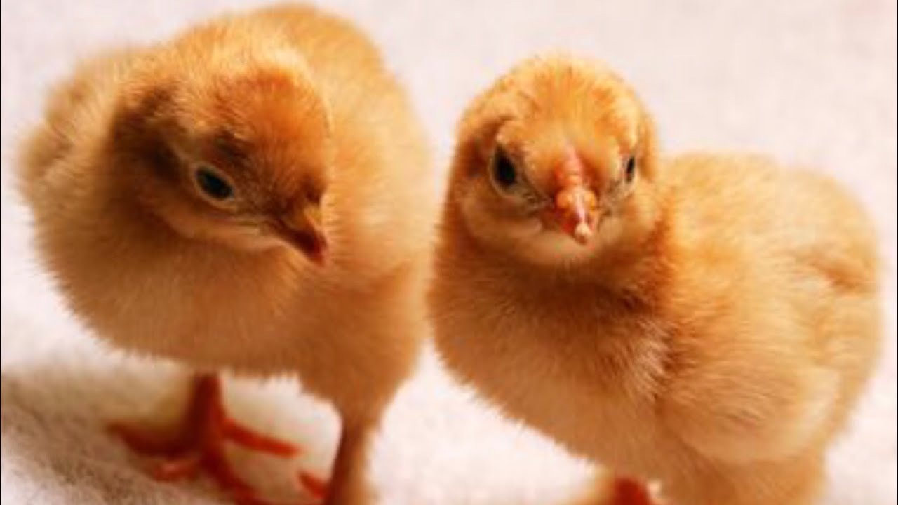 How to tell a Rooster from a Hen? (Early indicators) #Rooster #Hen # ...