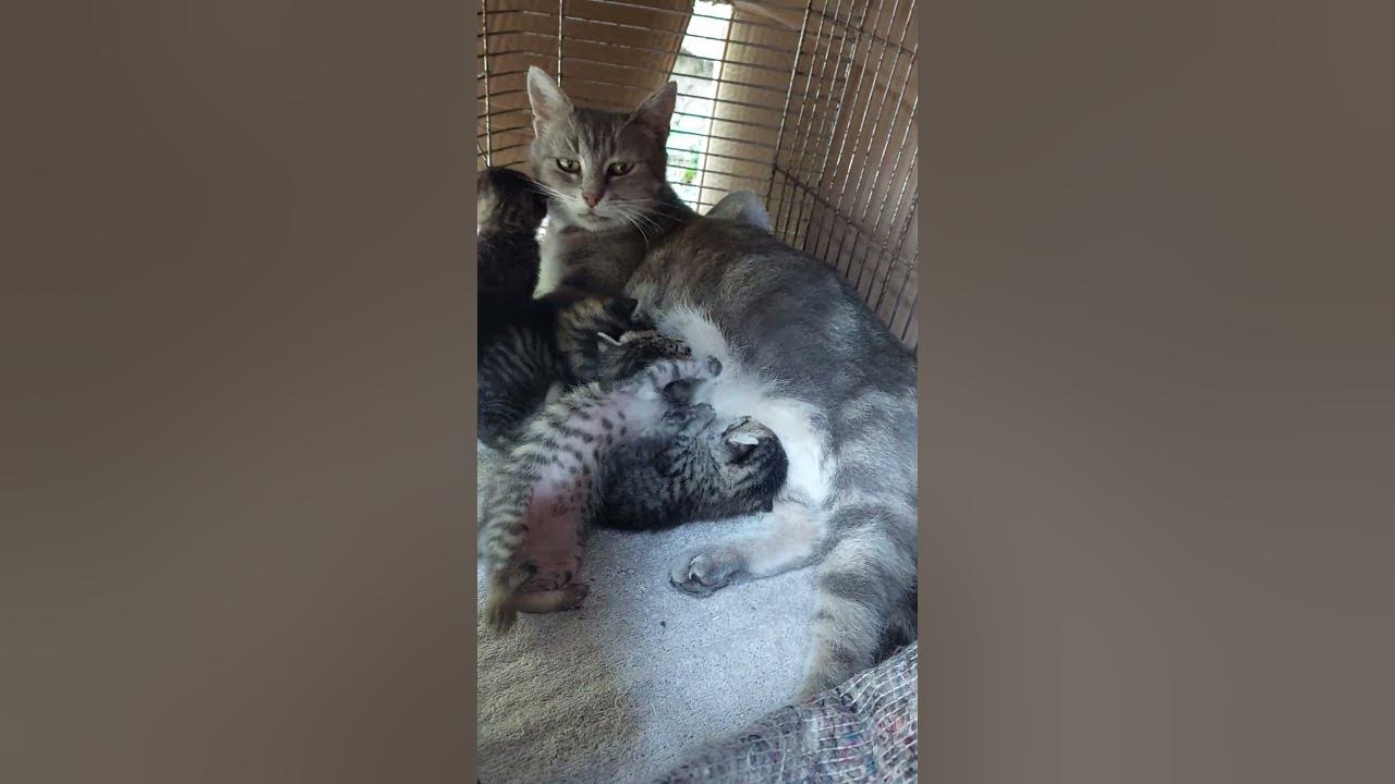 К нам пришла бездомная кошка и родила котят Youtube