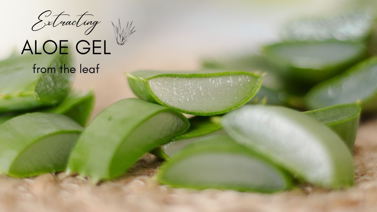 How to extract Aloe Vera Gel from the leaf - YouTube