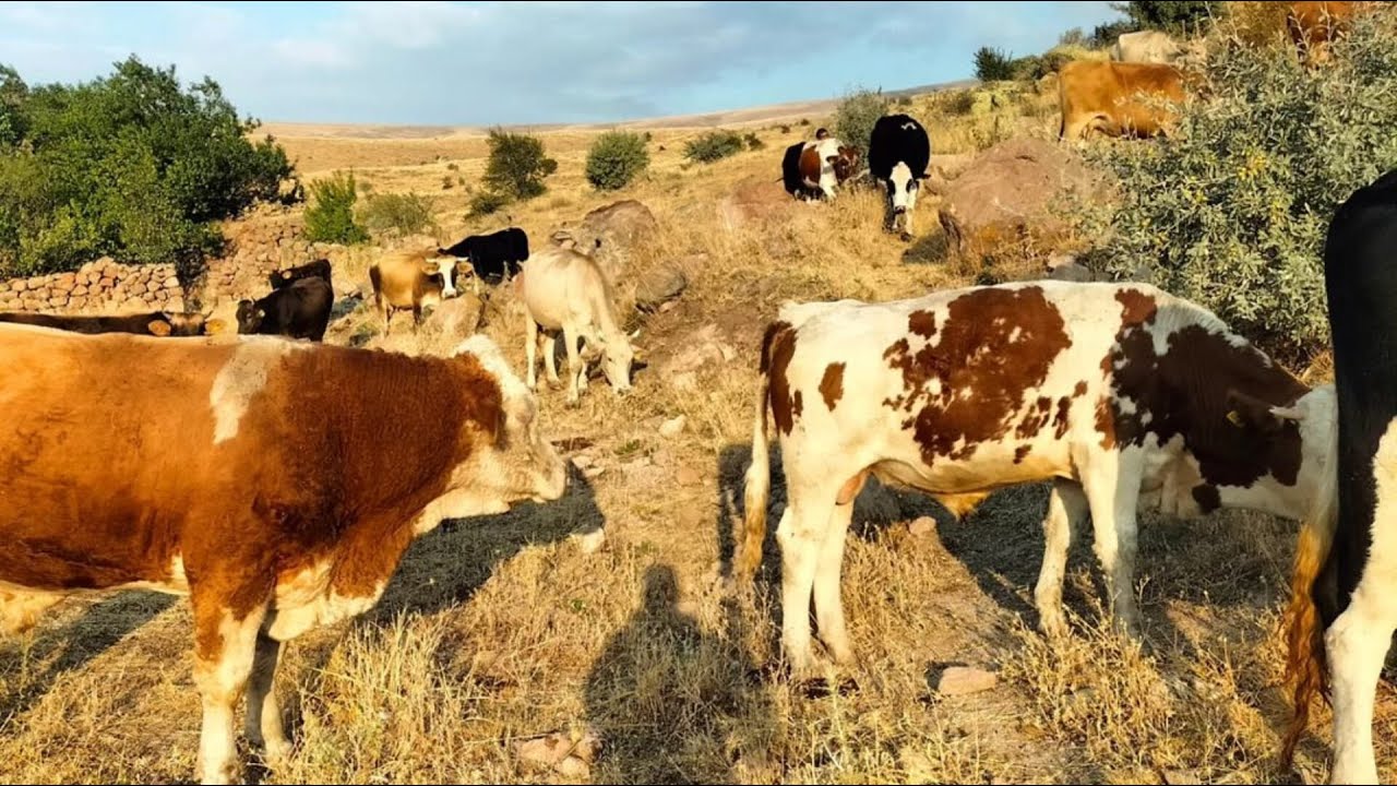 8 AY MERADA OTLAYAN İNEKLER & YAYLADA MERA HAYVANCILIĞI #mera # ...