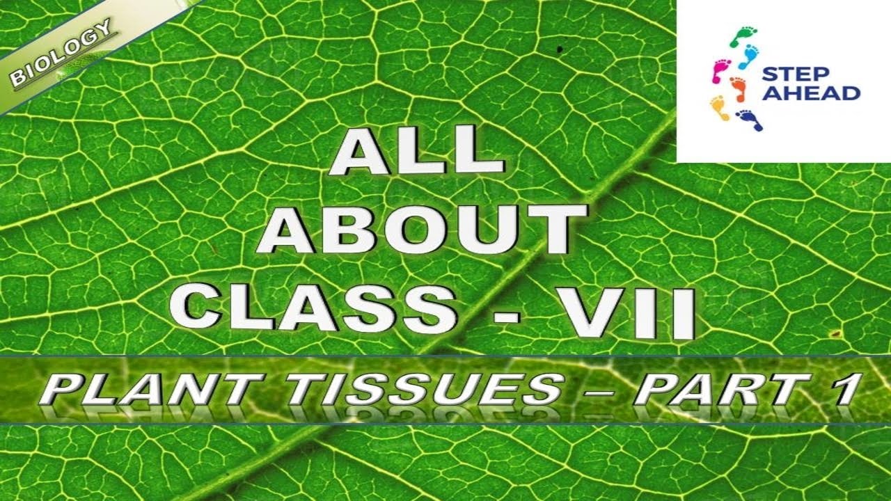 PLANT TISSUES PART 1 BIOLOGY ICSE CLASS 7 QUESTIONS AND ANSWER plant-tissues-part-1-biology-icse-class-7-questions-and-answer