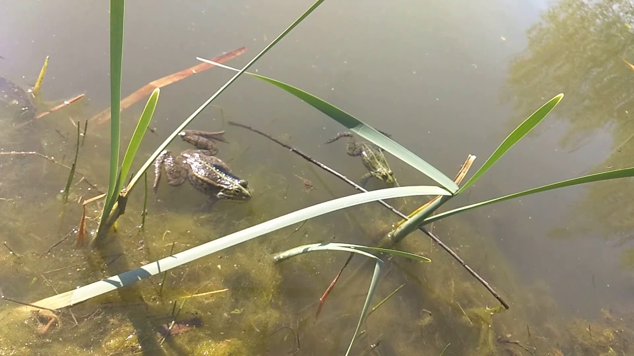 male frogs using their vocal sacs and being territorial - YouTube