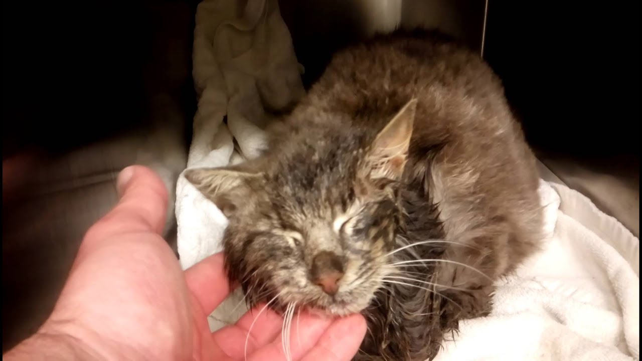 Syros cat poisoned incident(2) - YouTube
