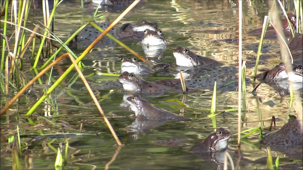 The Frog Market - YouTube