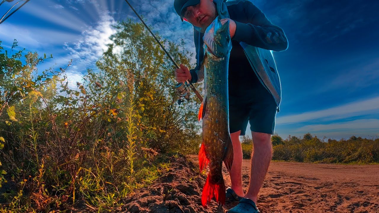 The Best Pike Catching Method [ Topwater Lure Pike Fishing ] - YouTube