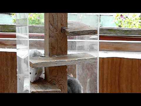 Laboratory Rat which goes up stairs.階段を上るダイコクネズミ。 - YouTube