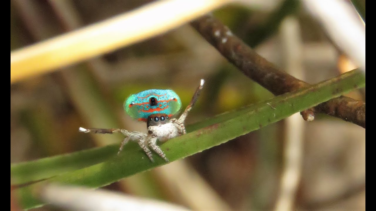 Peacock Spider Mating Dance! - YouTube