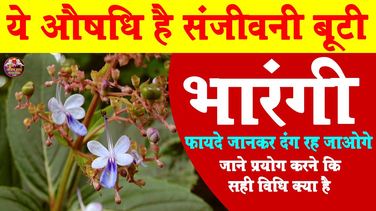 Bharangi | Clerodendrum serratum | Medicinal benefits and home uses ...