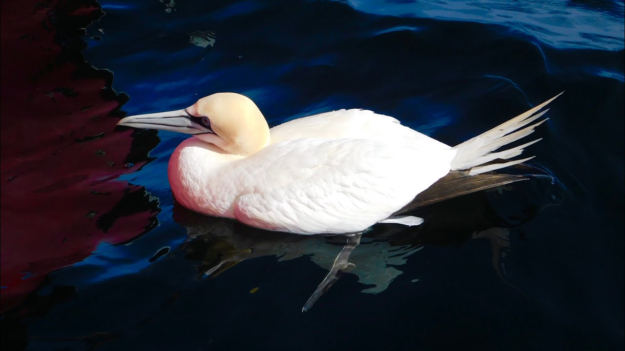 Solan Goose/ Gannet alongside oor boat, bonnie birdie @kintakintyea ...