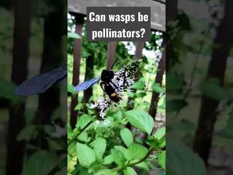 Do Digger Wasps Help Pollinate