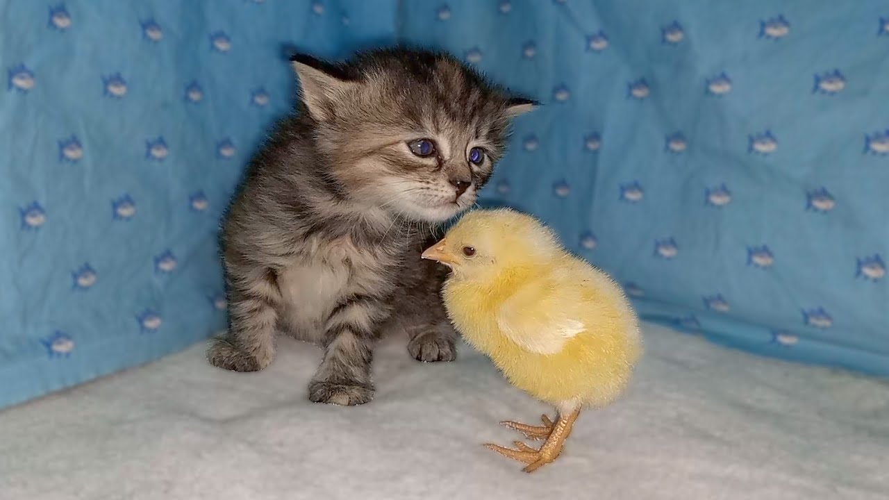 Kitten is a very qualified chick mother, baby chicks and cute kittens ...