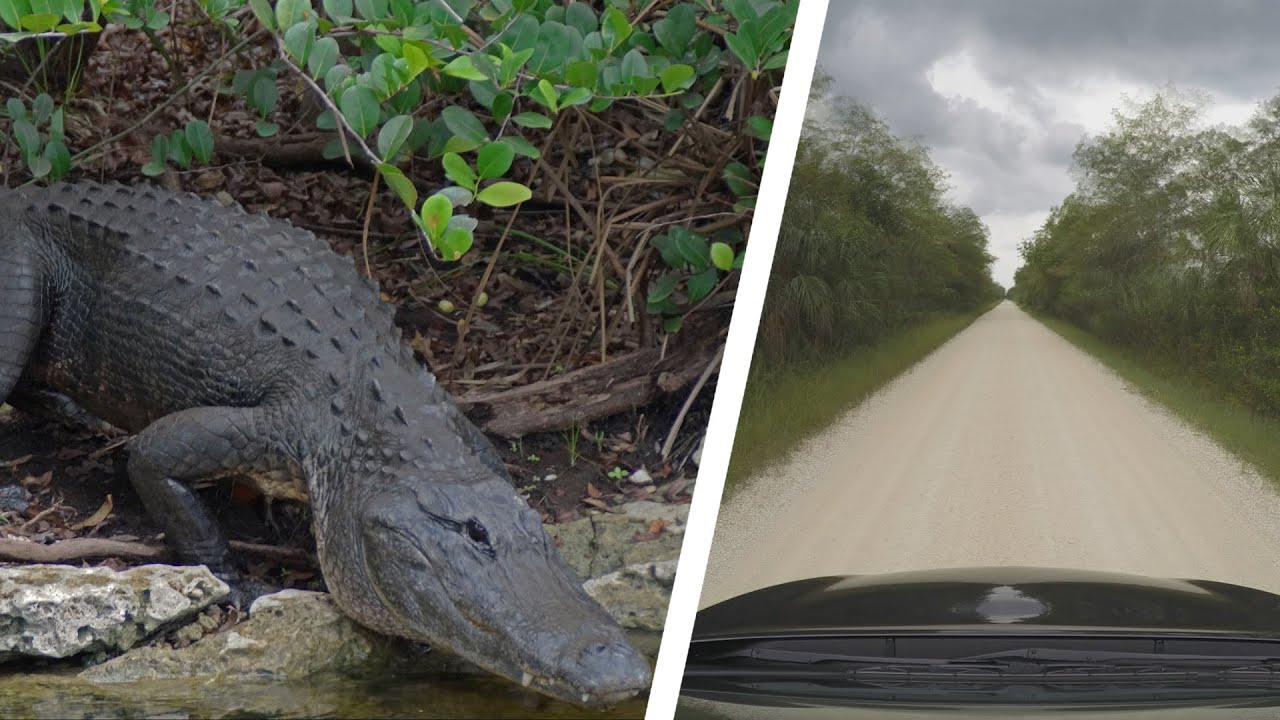 Loop Road Timelapse & Alligator Pictures! - YouTube