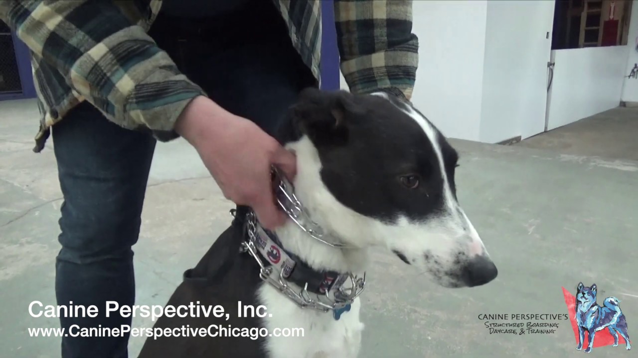 How A Prong Should Fit Tutorial: The Right & Wrong Way, Get The Most ...