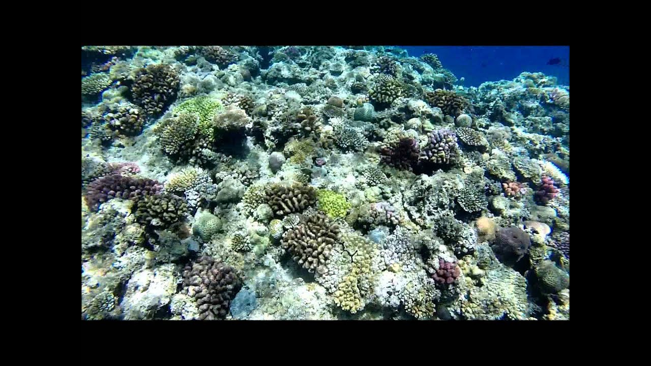 Snorkeling at Maeda Point (Okinawa, Japan) 2015-06 - YouTube