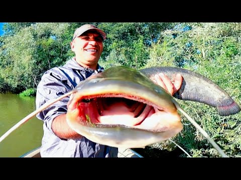 Saldığımız Yayınların Ödülünü Aldık! | Yayın Balığı Avı | Sakarya Nehri - Fishing Catfish