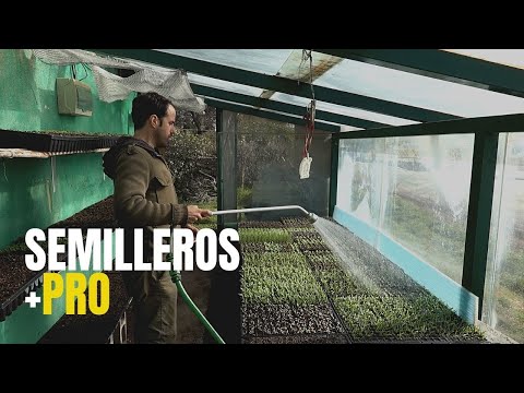 SEMILLEROS + PRO: algunos TIPS que funcionan