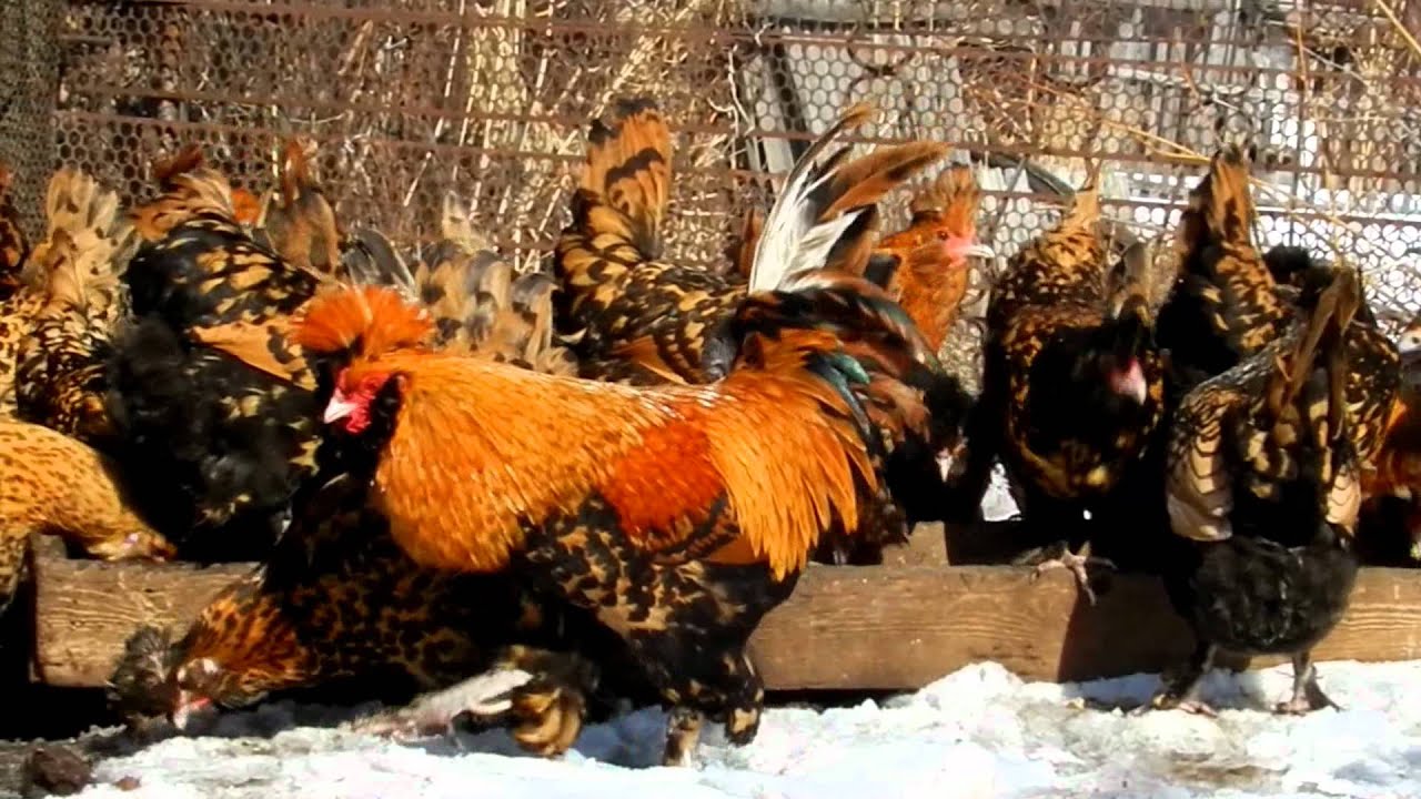 Павловские куры Pavlov chickens March Altai Siberia Ku-ku-ku-re - YouTube