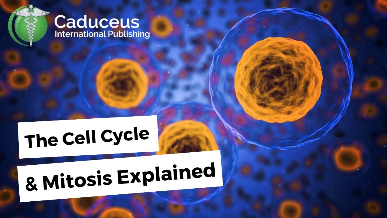 The Cell Cycle and Mitosis Explained With 3D Animations - YouTube