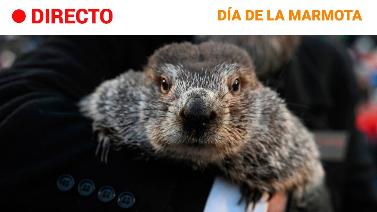 Actividades De La Marmota