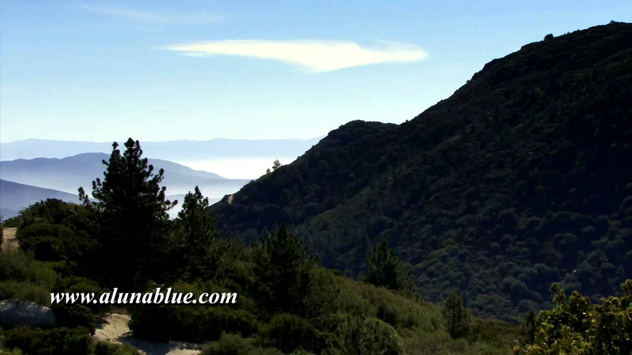 Forest 02 clip 07 - Stock Video - Stock Footage - Video Backgrounds ...
