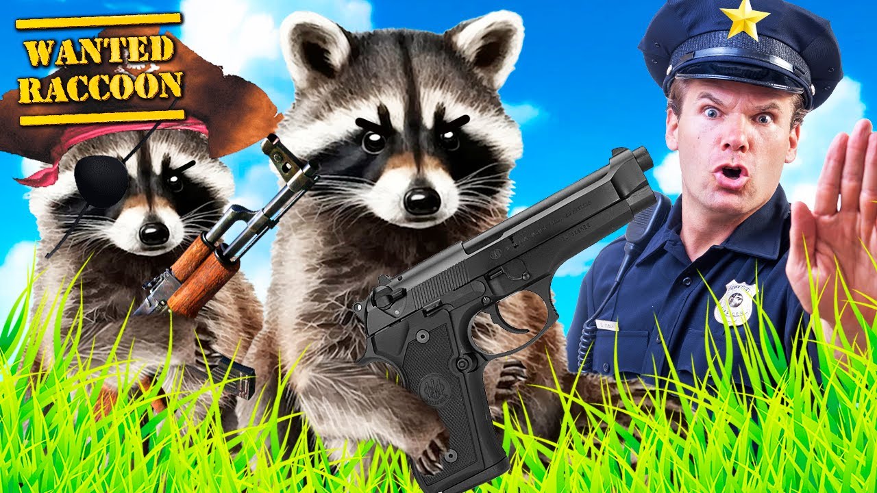 UN MAPACHE ARMADO ES UN PELIGRO | WANTED RACCOON - YouTube