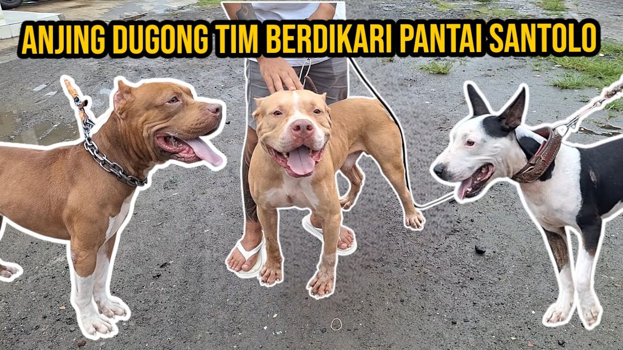 15 EKOR ANJING KEPUNYAAN KANG RIZKY DARI TIM BERDIKARI SANTOLO GARUT ‼️ ...