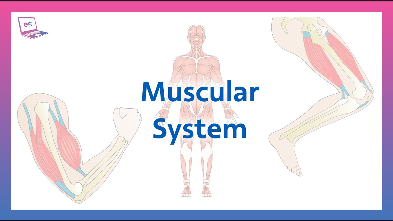 The Muscular System Explained 💪 | #ExamSorted - YouTube