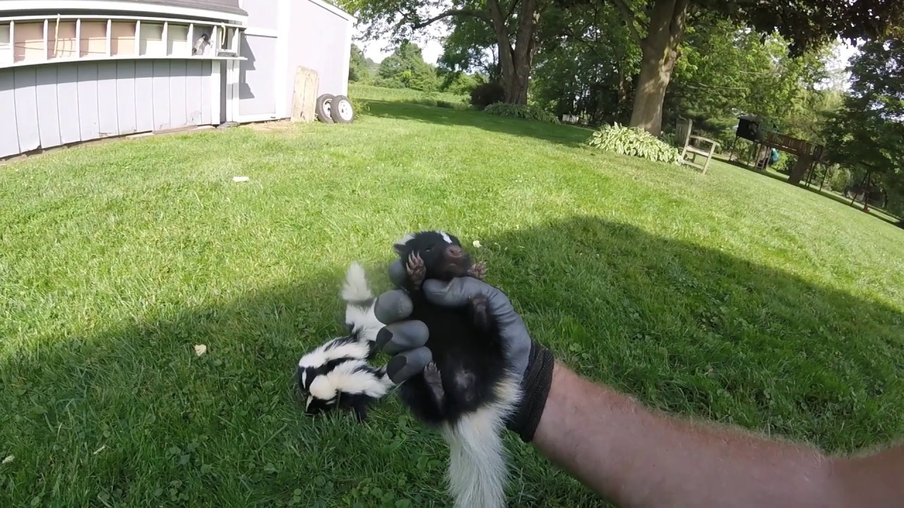 Cute Baby Skunks - YouTube
