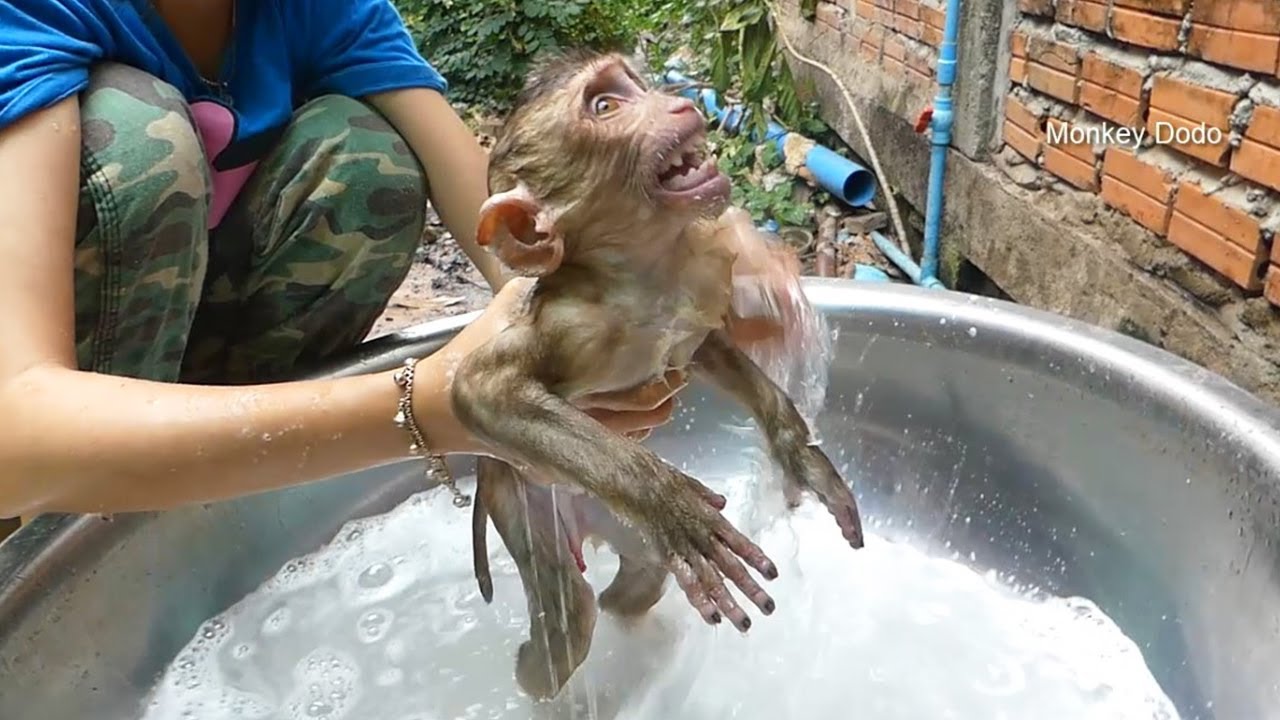 Baby Monkey Dodo | Dodo Cry Loudly Not Want Allow Mom Clean Him - YouTube