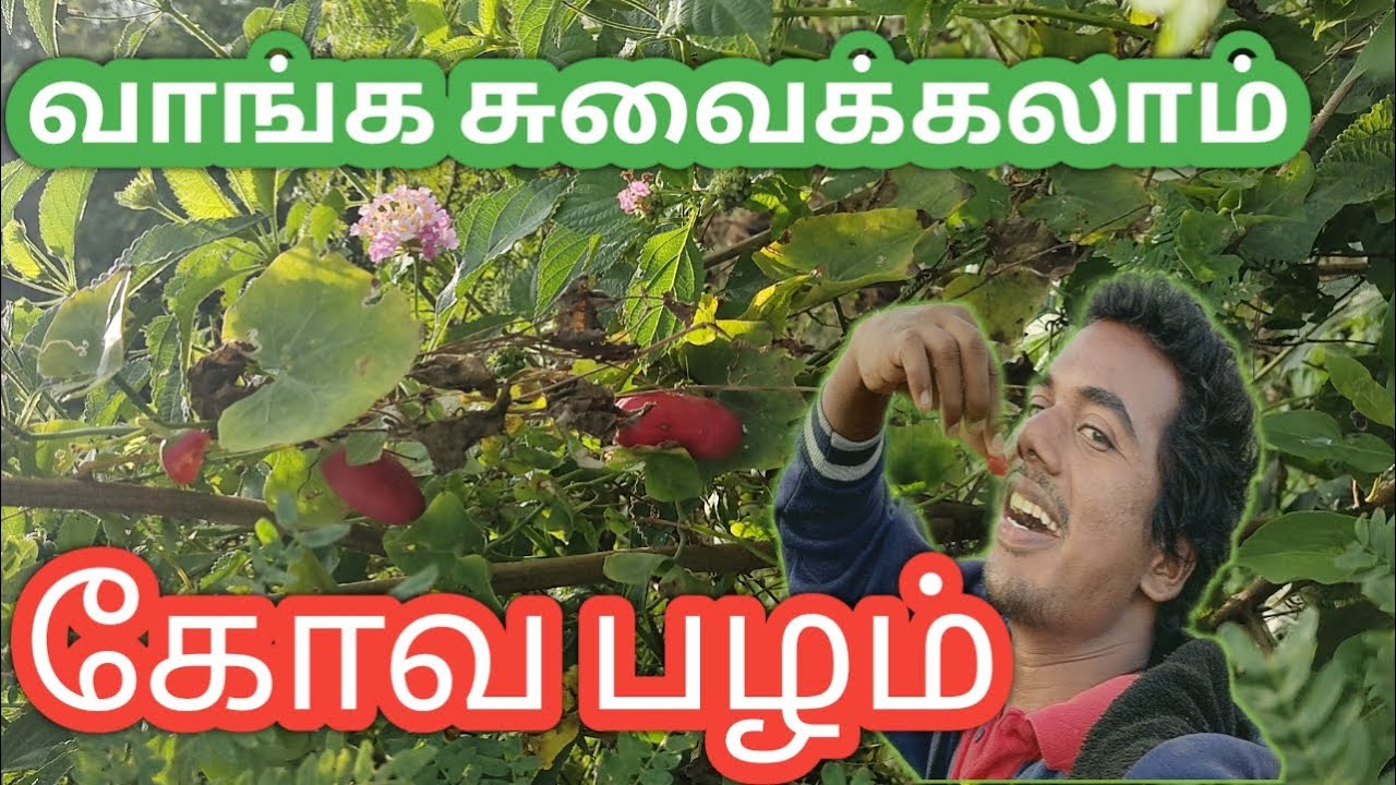 வாங்க ‌சுவைக்கலாம் | கோவ பழம் | kova palam | Tamil | Tamilan Tour - YouTube