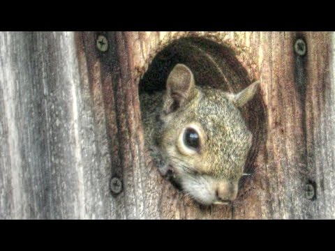 Baby Gray Squirrels in Nest Box - YouTube