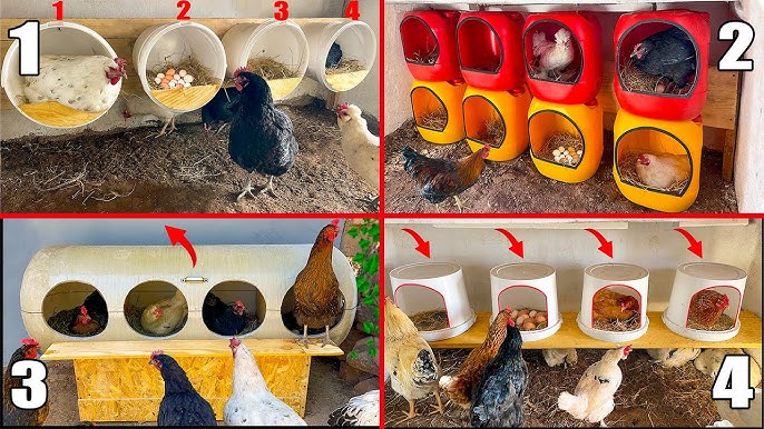 Cajas Nido Para Gallinas Ponedoras