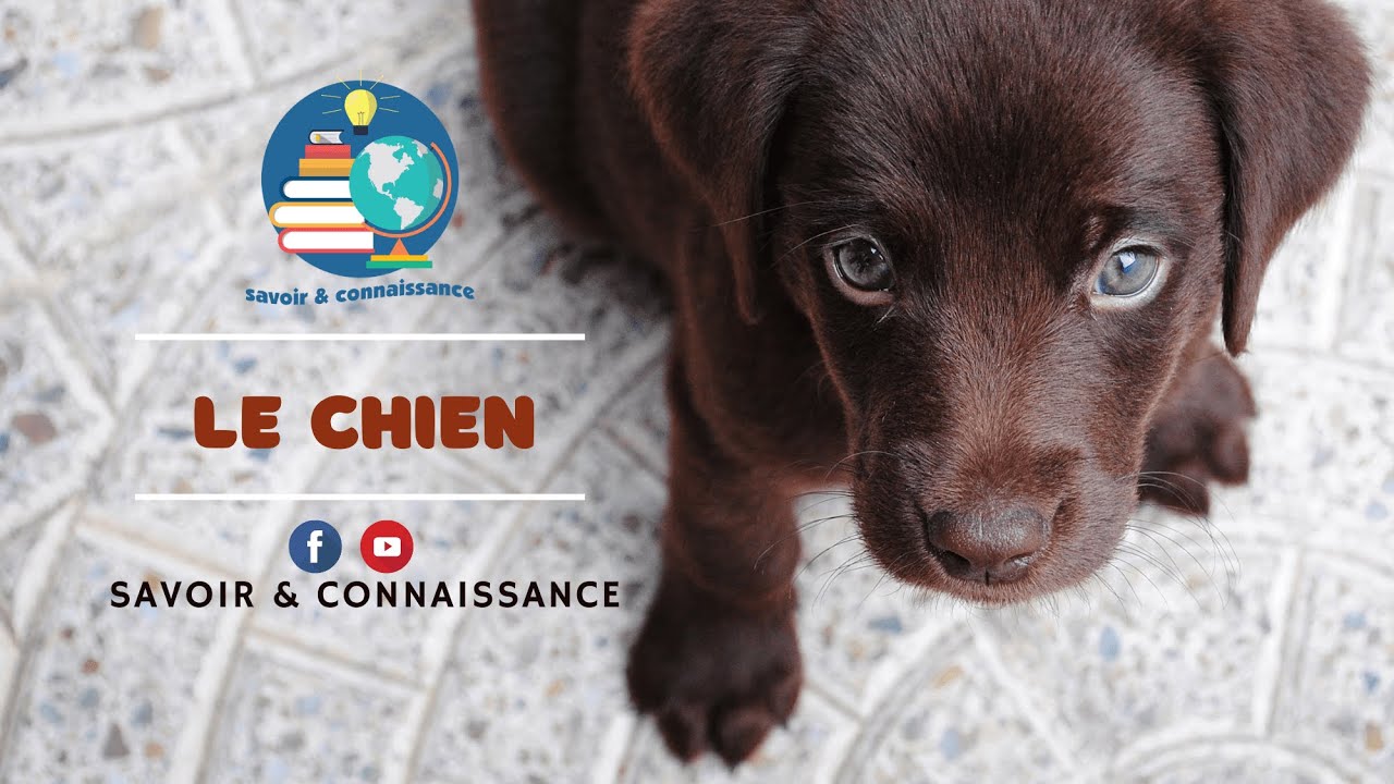 Le chien (Description physique) (Son lieu de vie) (Son alimentation ...