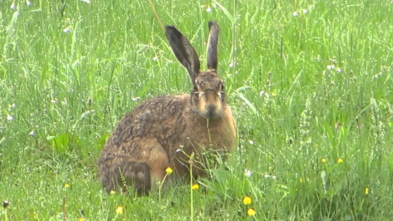 Brown Hare eating delicious species of grass - YouTube