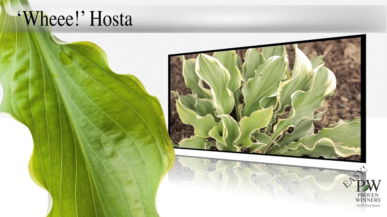 ‘Wheee!’ Hosta | Unique Ruffled Foliage by Proven Winners® - YouTube
