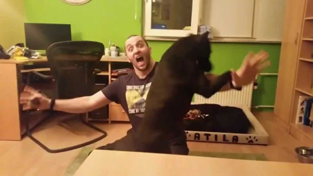 Vicious Amstaff attack!!! NOT! :D - YouTube
