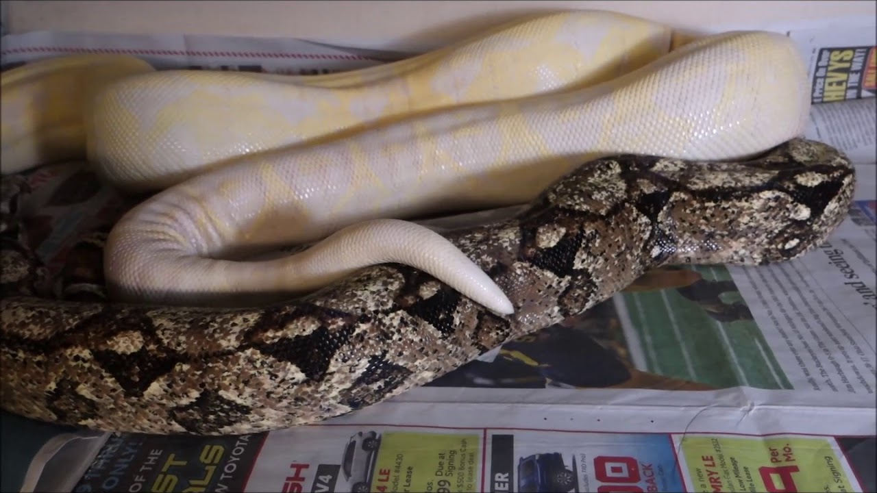 2020 Sharp Snow Boa Project - YouTube