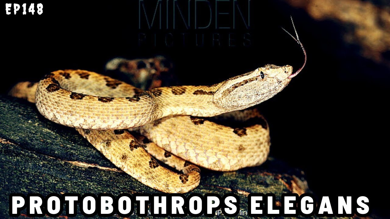 Episode 148: Description Protobothrops elegans snake - YouTube