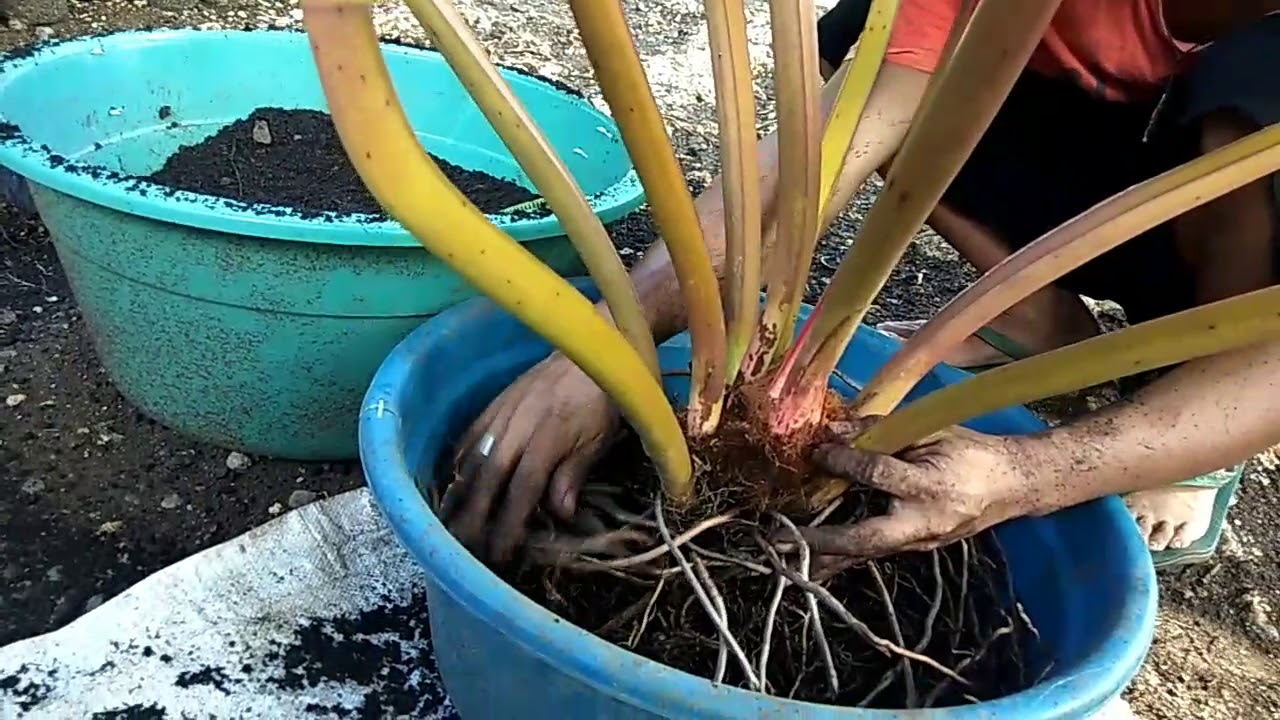 PHILODENDRON MELINONII | HOW TO TRANSPLANT MILLIONA - YouTube