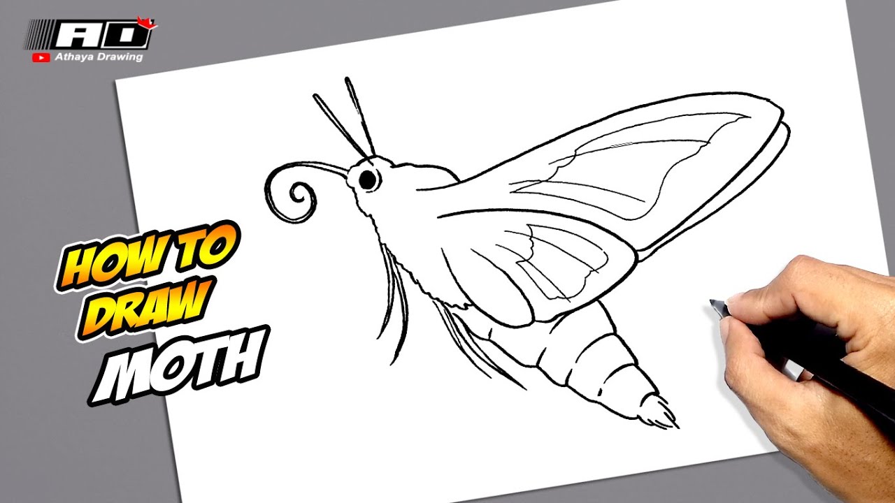 How to draw Moth - YouTube