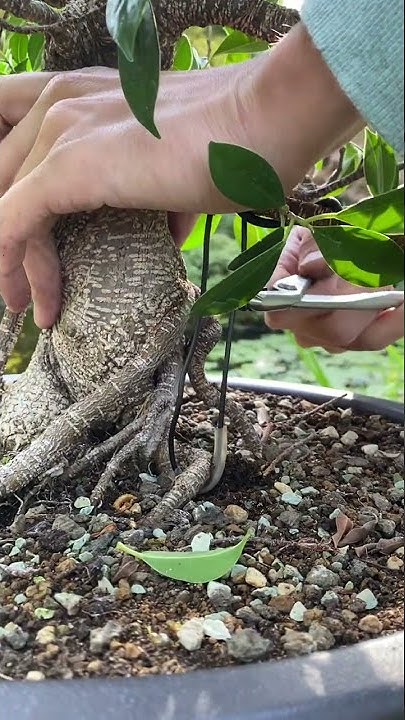 Making a Ficus Bonsai #shorts - YouTube