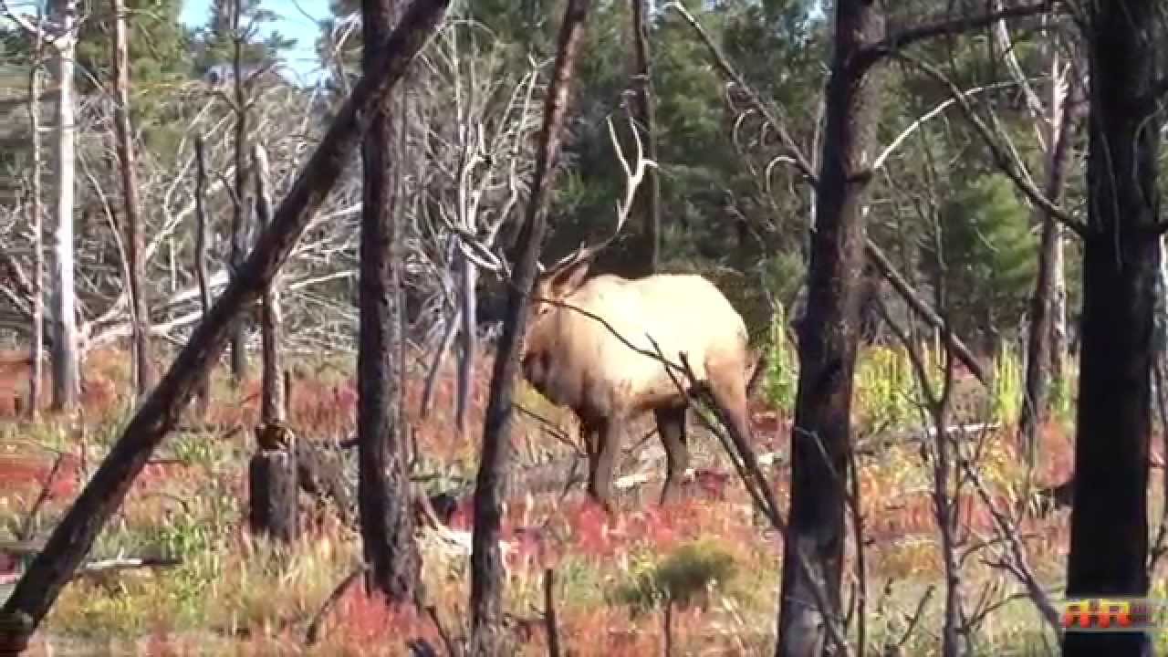 Field Judging and Scoring Elk Part 7 - YouTube