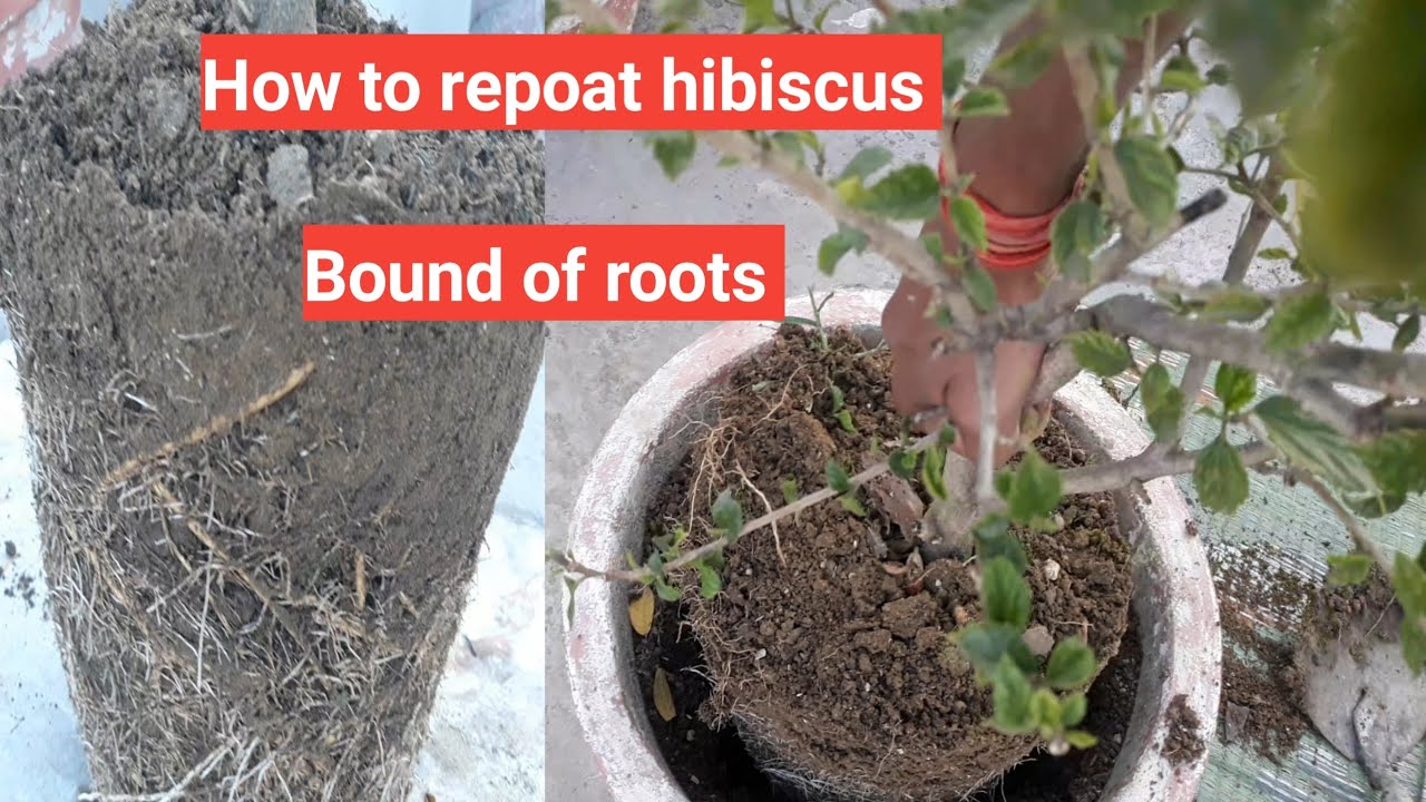 How to Repoat#Hibiscus plant#Bound of roots - YouTube