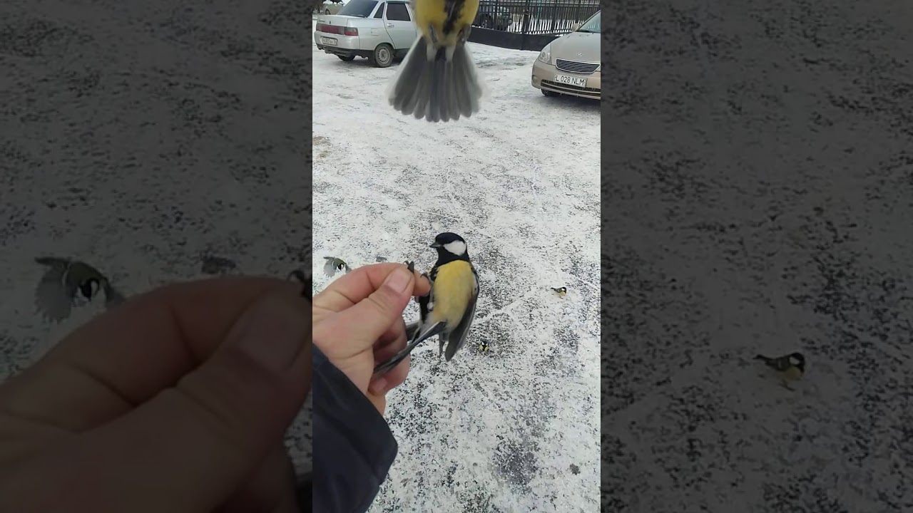 how to catch a bird with your hands - YouTube