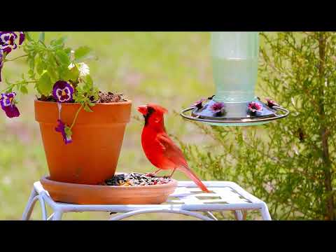 12 Hr. Video for Cats to Watch 😻All Day Birds 🐦 Hummingbird Uninterrupted CatTV