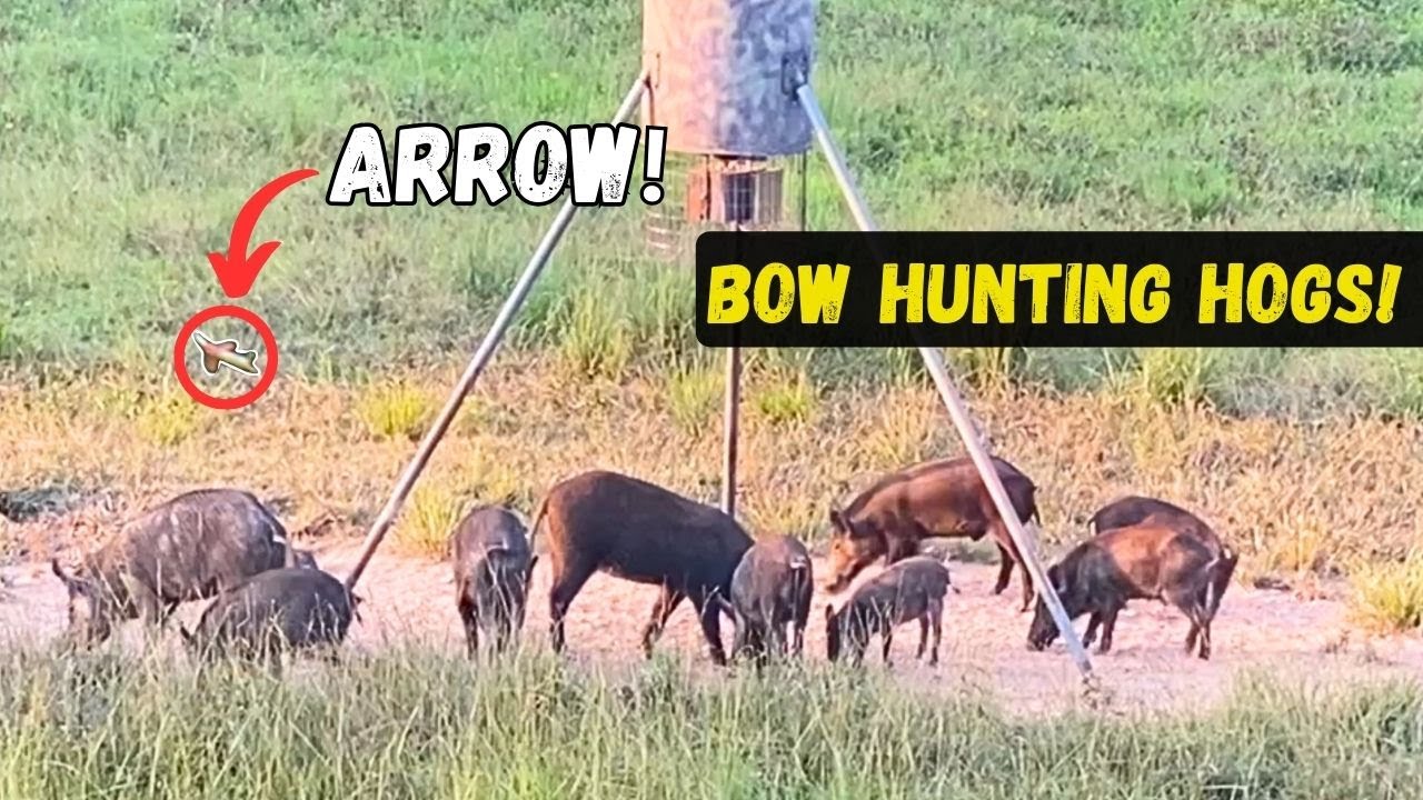 Bowhunting WILD PIGS In TEXAS!! Perfect Heart Shot on WILD HOG! - YouTube