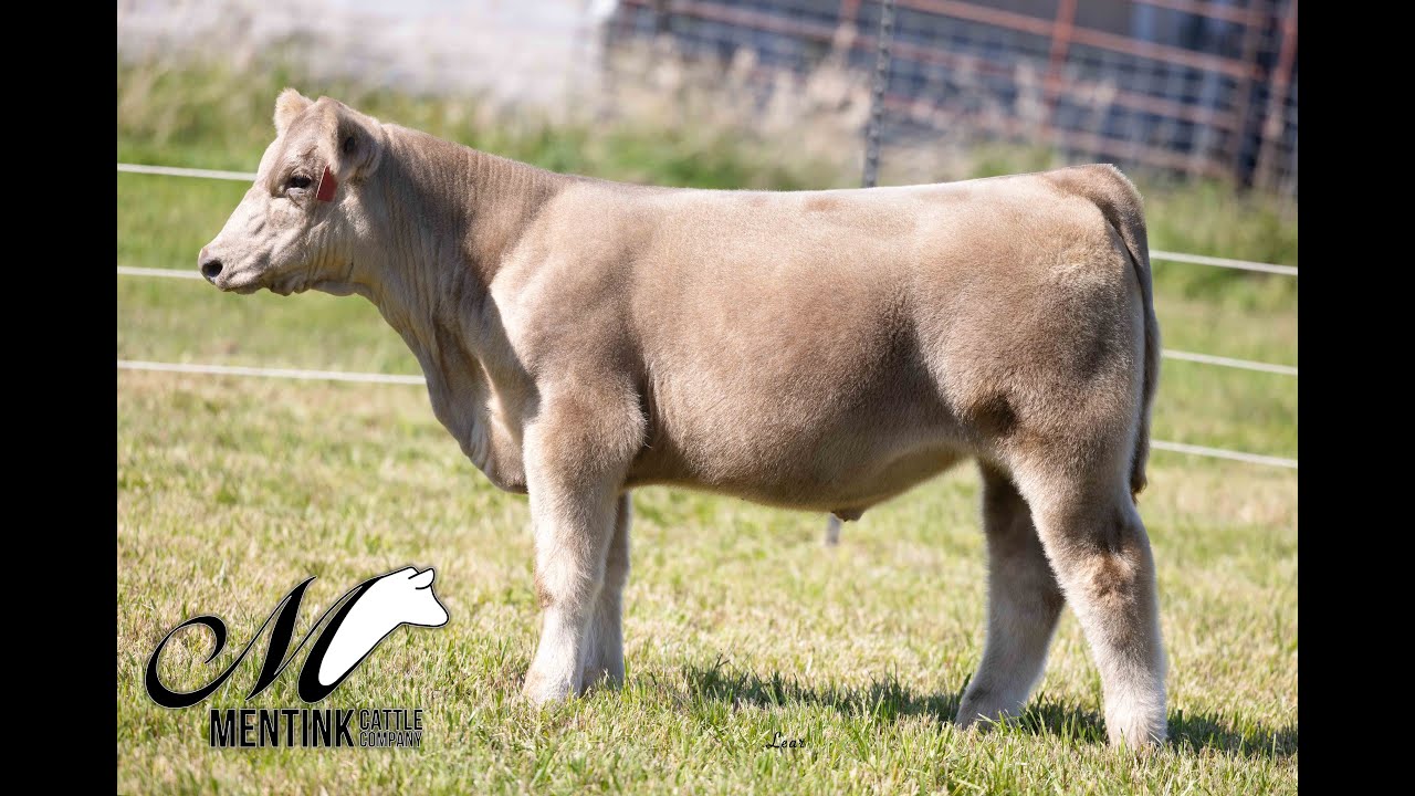 Tag 57 - Mentink Show Cattle - YouTube
