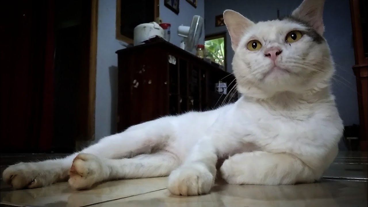 I still love my cat even though he's not as cute as he used to be - YouTube