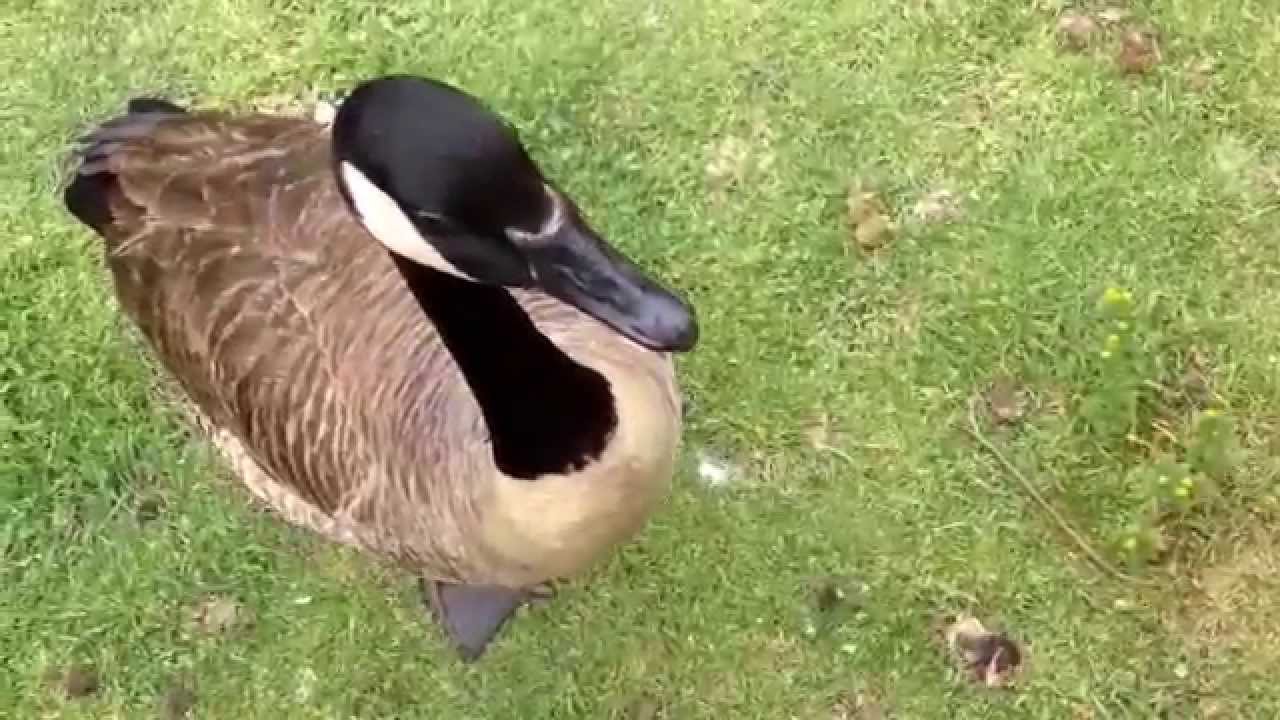 Goose Pulls on Skirt - YouTube